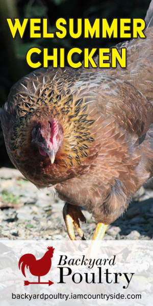 Welsummer Chicken Care Guide Color Varieties And More